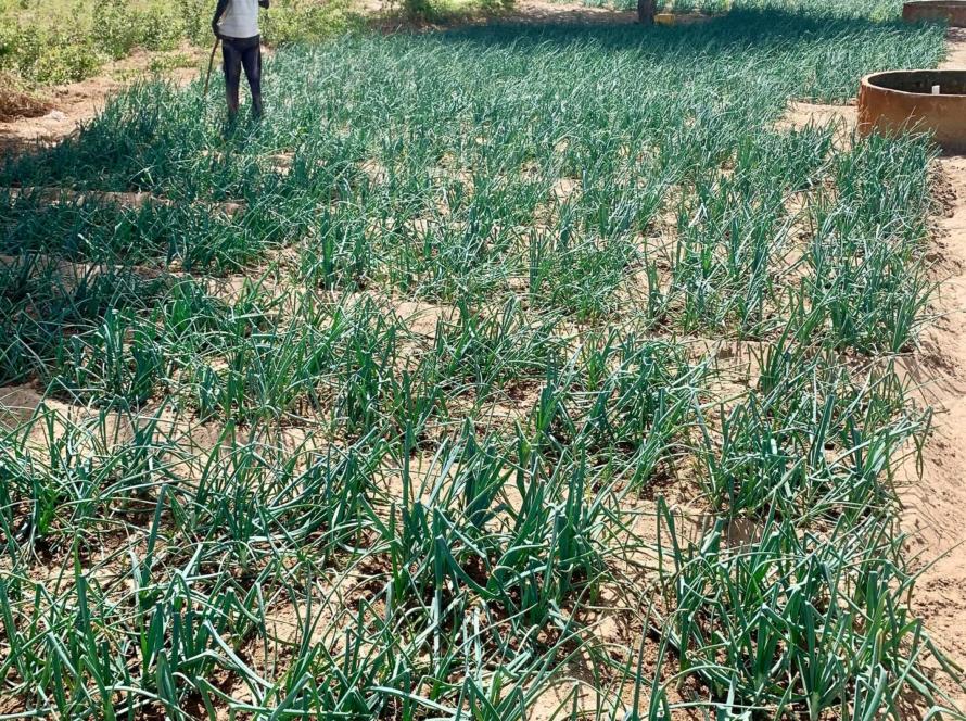 Oignon Violet de Galmi - Les Niayes Sarraut